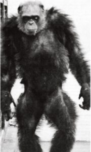 Chupacabra Sightings | Cryptids of the World