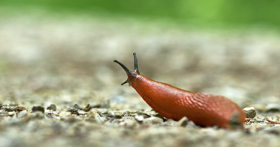 Why So Salty? - Superstitions about salt