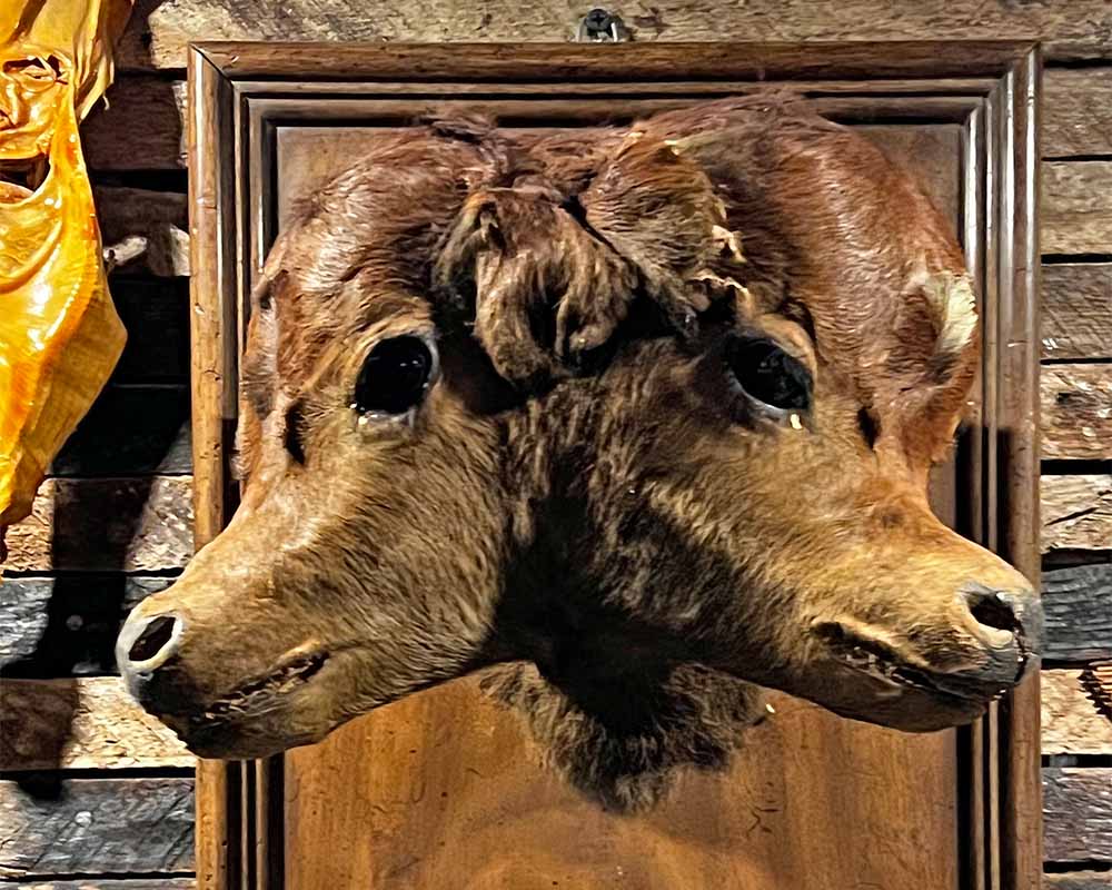 That's Not a Real Mermaid, Is It? - Sideshow Oddities